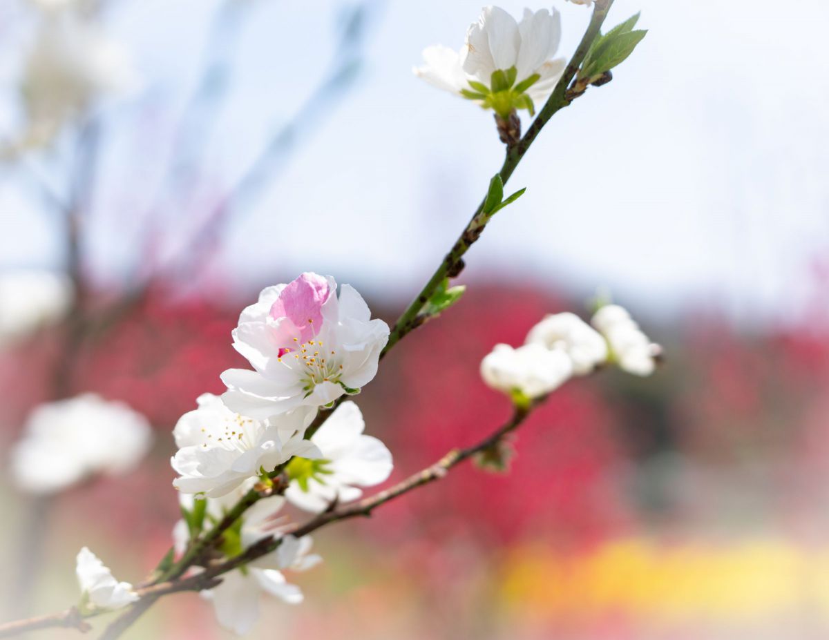 Unique petals | GANREF