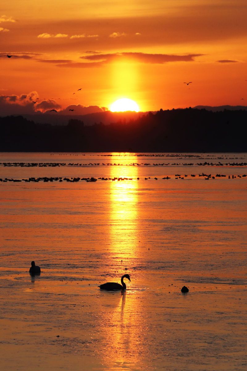 A swan in the light of the sun pillar | GANREF