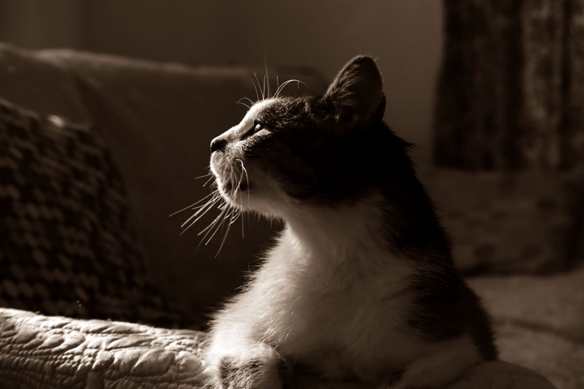 Gentle light | GANREF