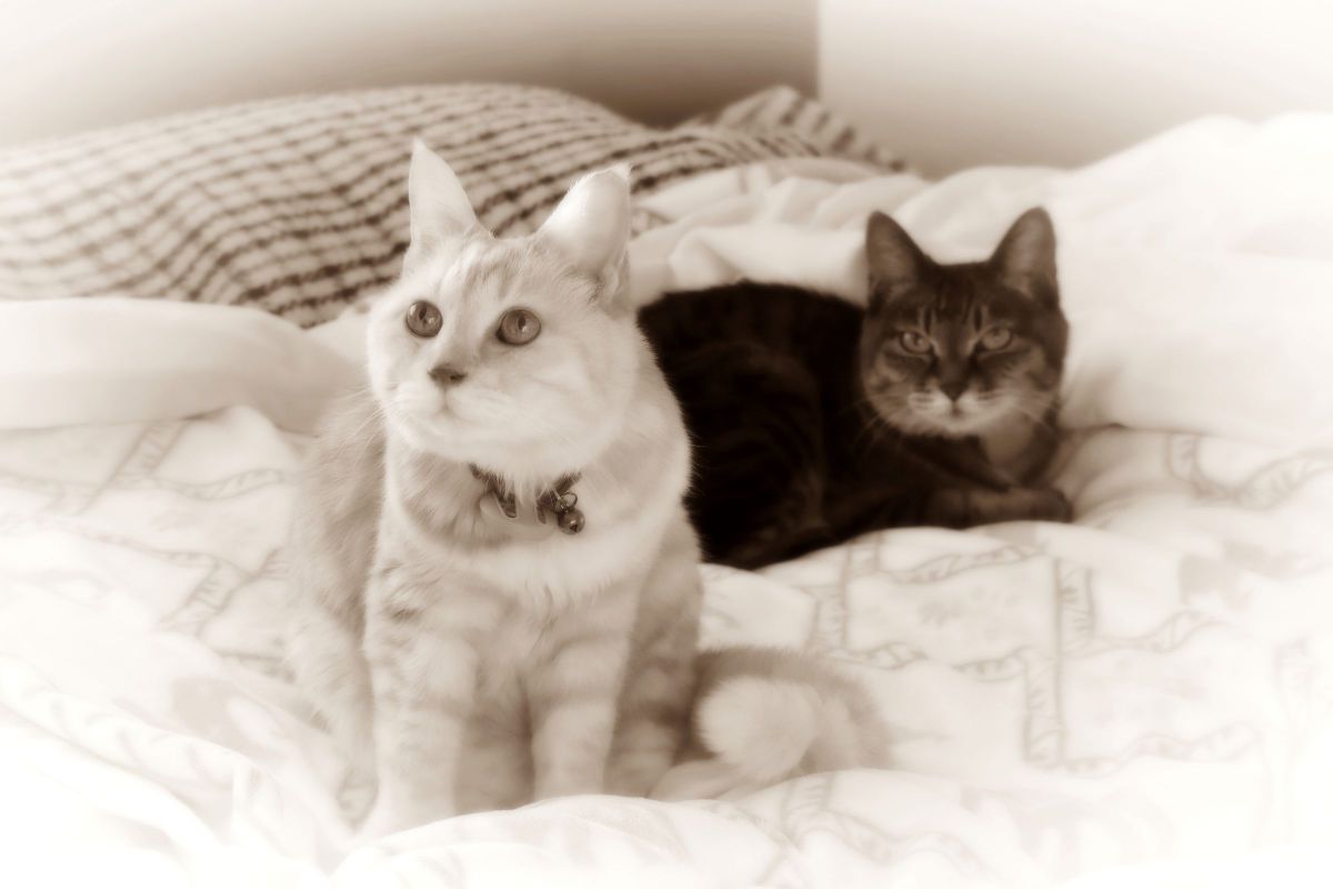 Close-up of cats on bed | GANREF