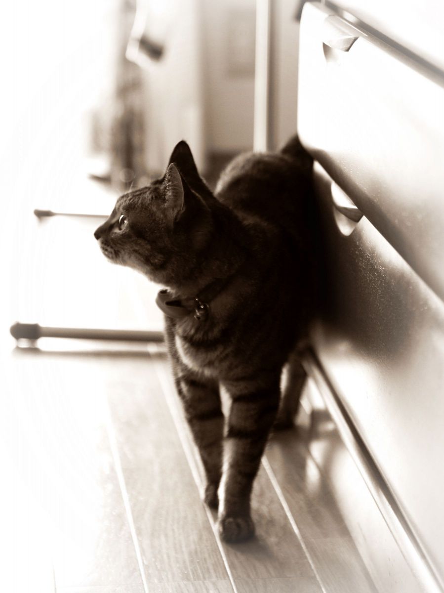 Catch light：チョコ | GANREF