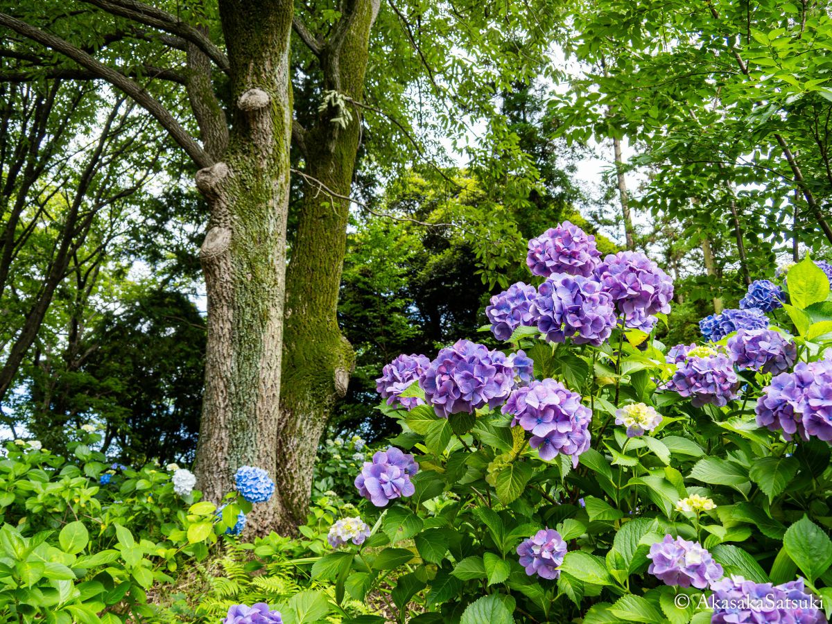 森のセイヨウアジサイ | GANREF