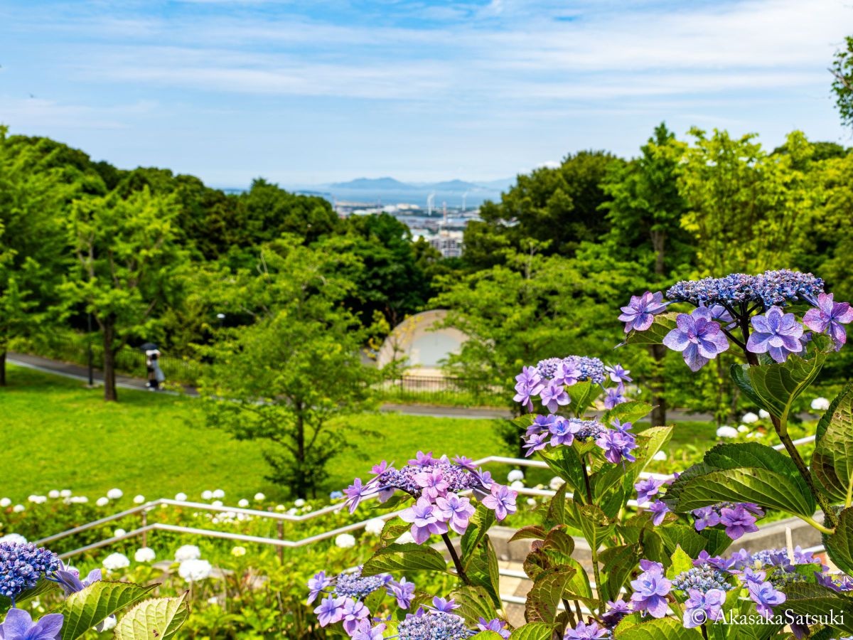 高嶺の花 | GANREF