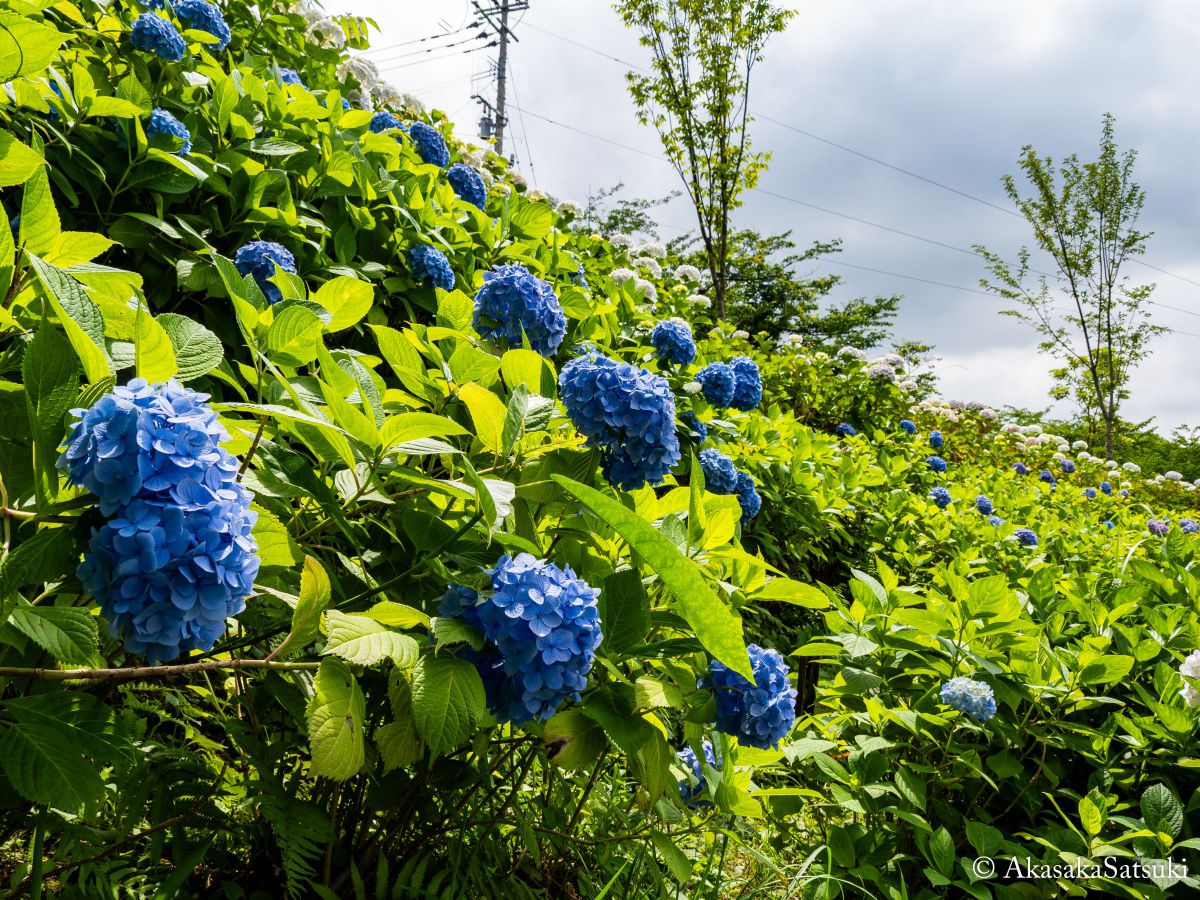 曇天の下の青い粒 | GANREF