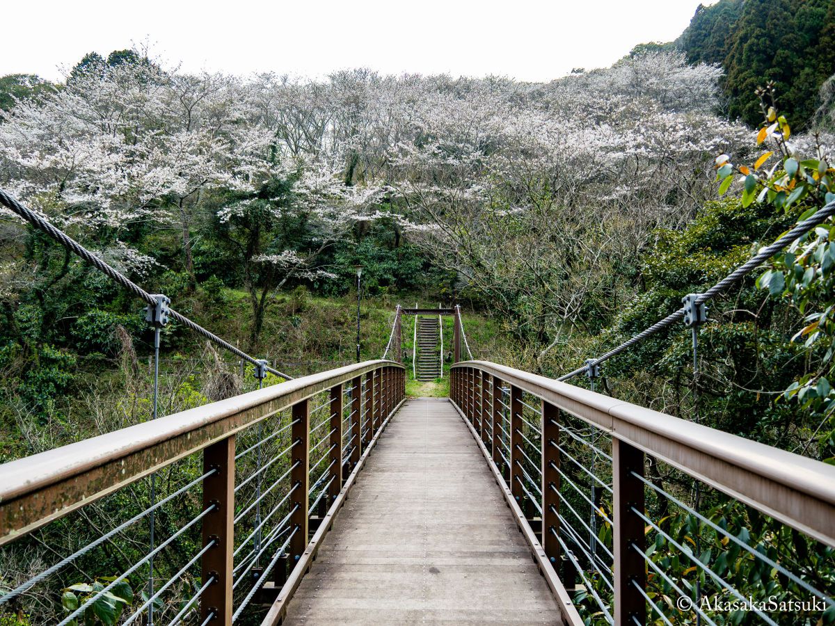 花盛りの対岸 | GANREF