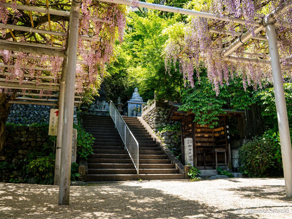 二色の藤 | GANREF