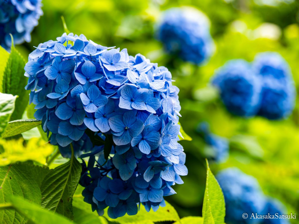 レイニーブルー | GANREF