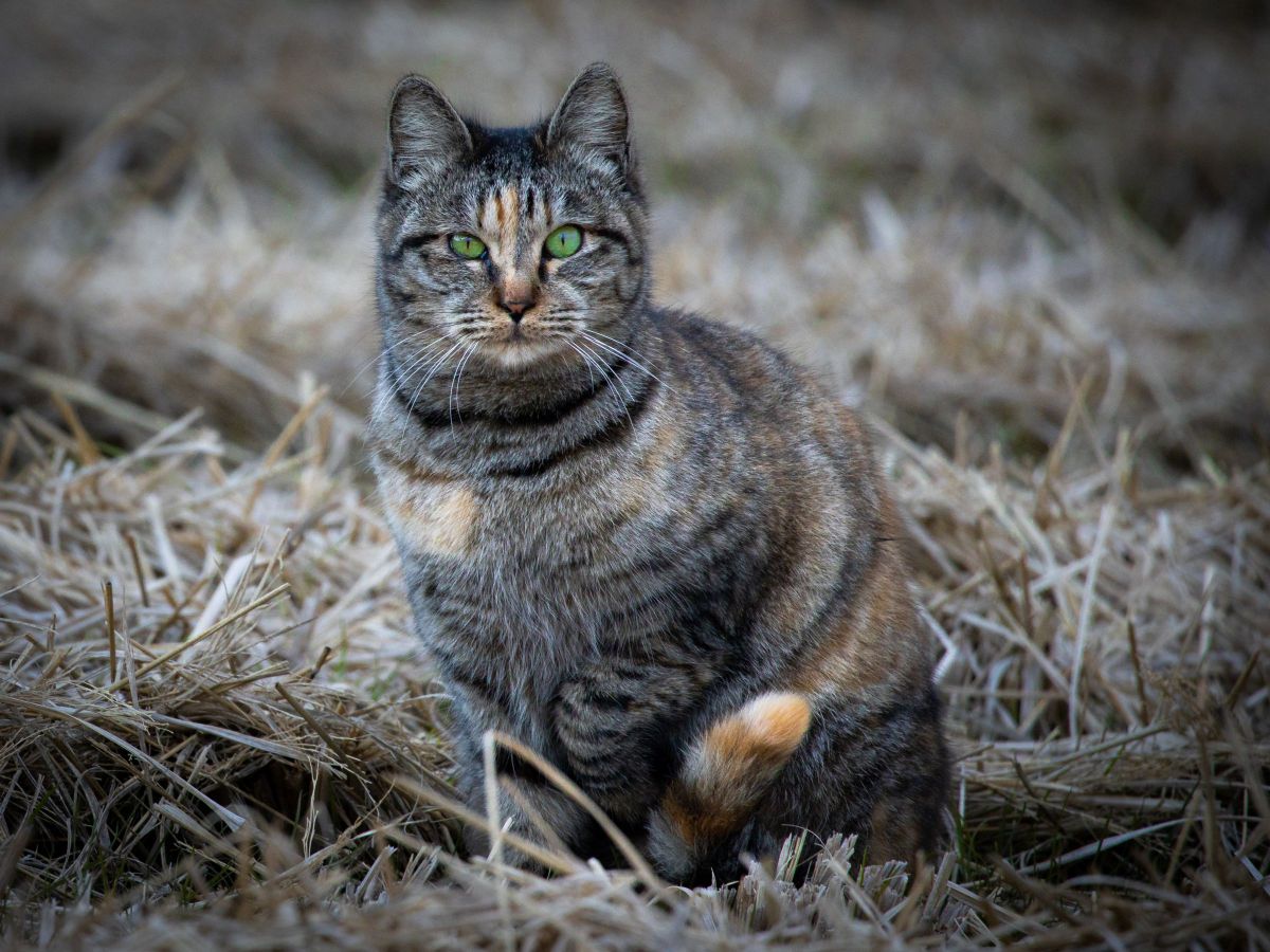 孤独な猫との遭遇 | GANREF