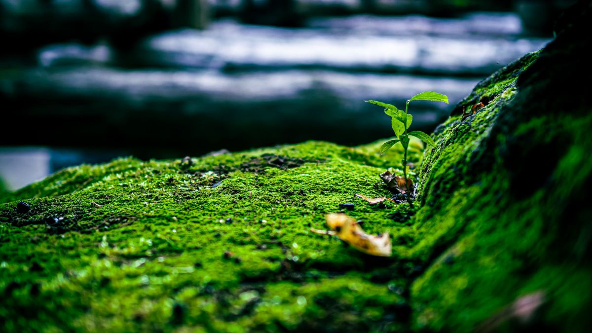 川辺にて | GANREF