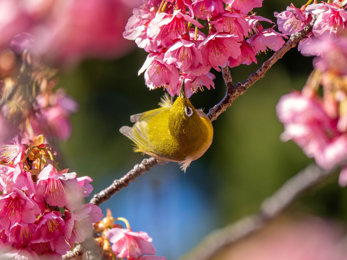 春を歓ぶ（その5） | GANREF