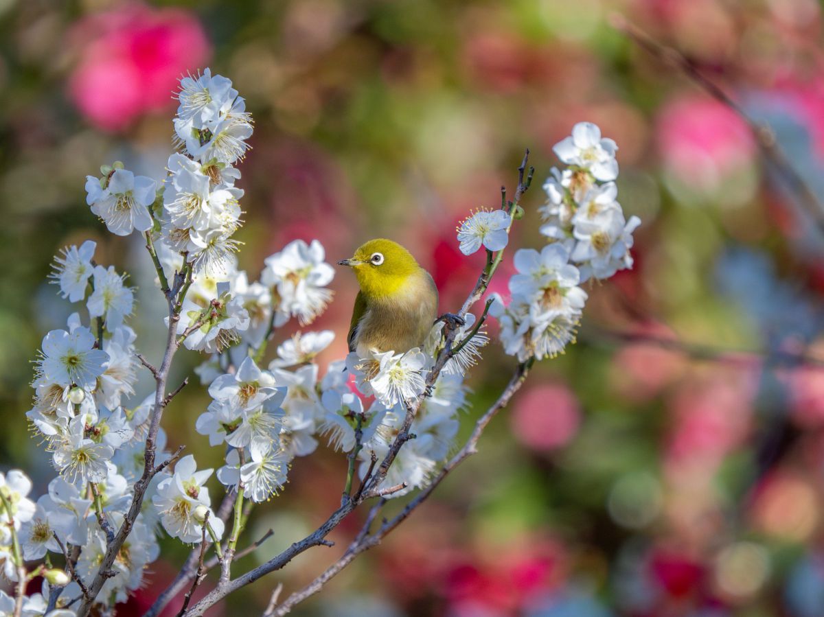 もうすぐ春やね～（その2） | GANREF