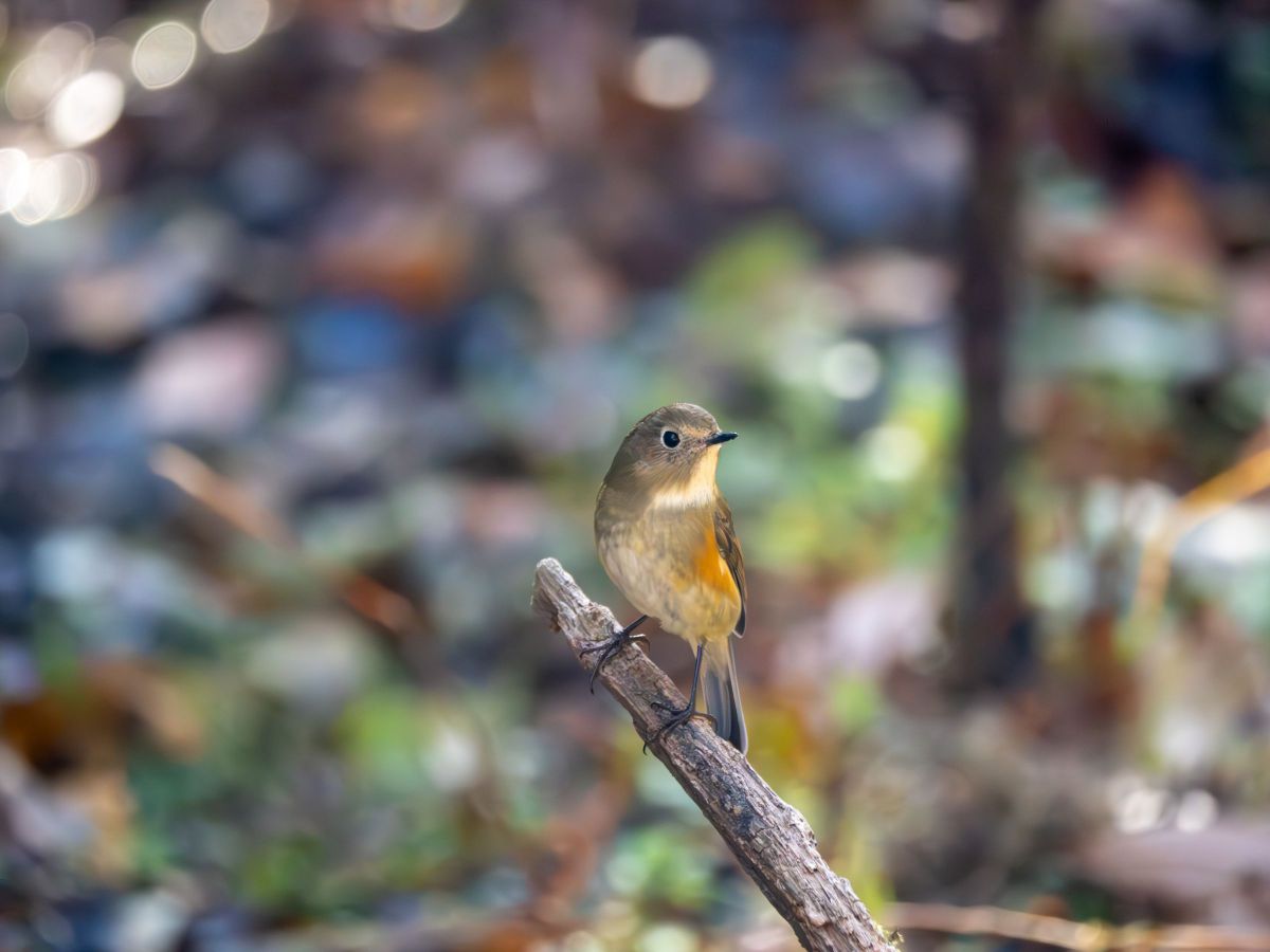 おすまし顔でポーズ | GANREF