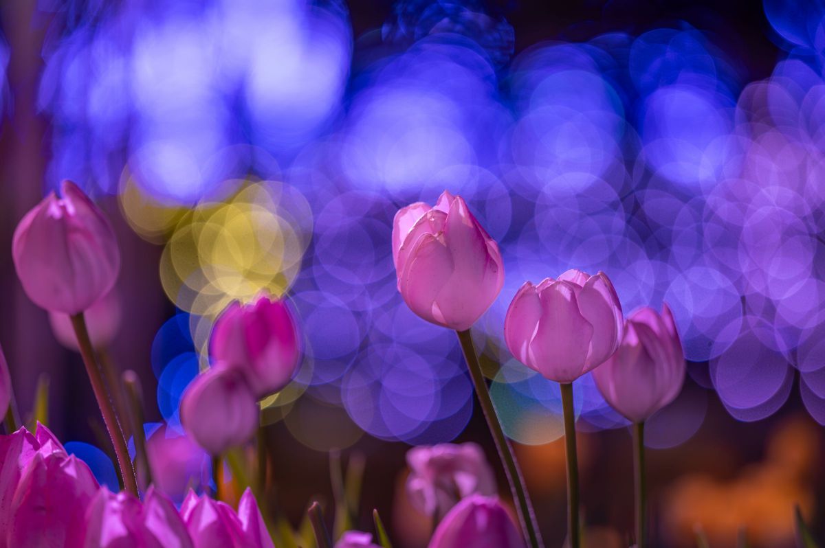 江ノ島チューリップ（その4） | GANREF