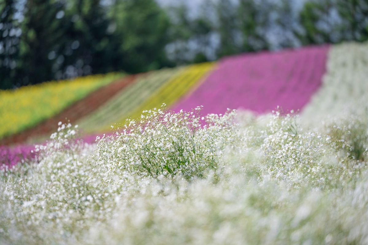 白の正体 | GANREF