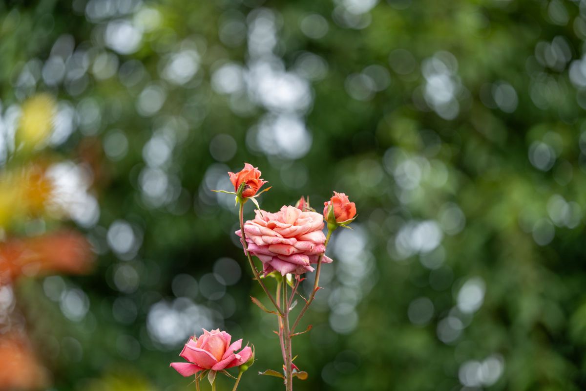 ベイスターズ日本一バンザーイ！ | GANREF