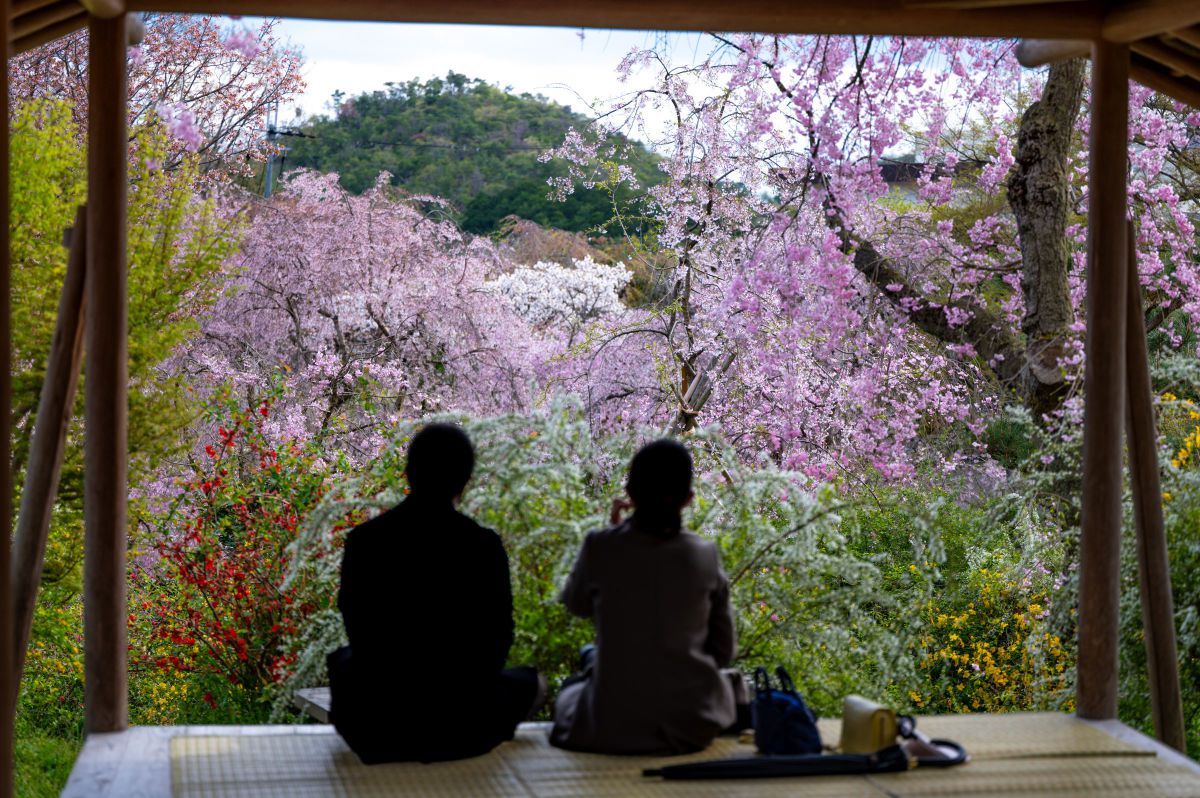 春を眺むる | GANREF