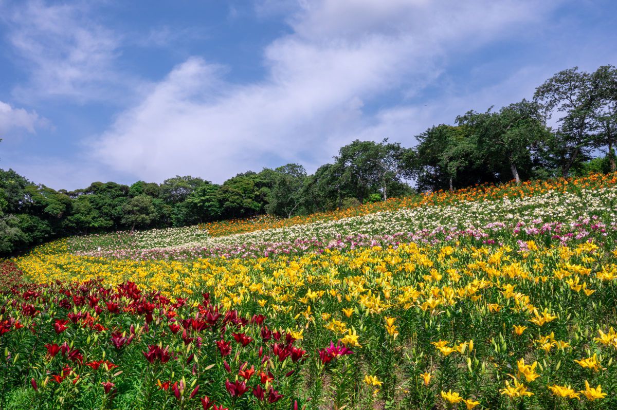 百合の咲く丘 | GANREF
