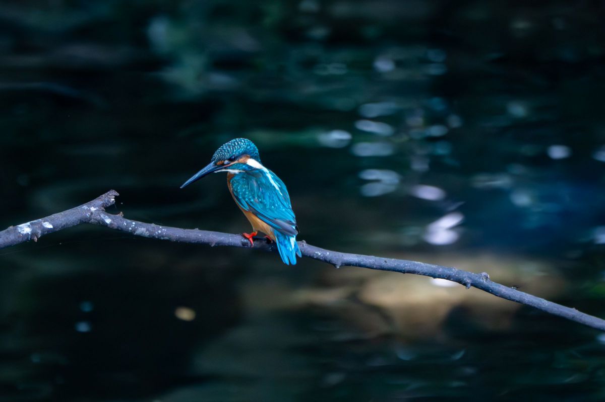 背中で語るヤツ | GANREF