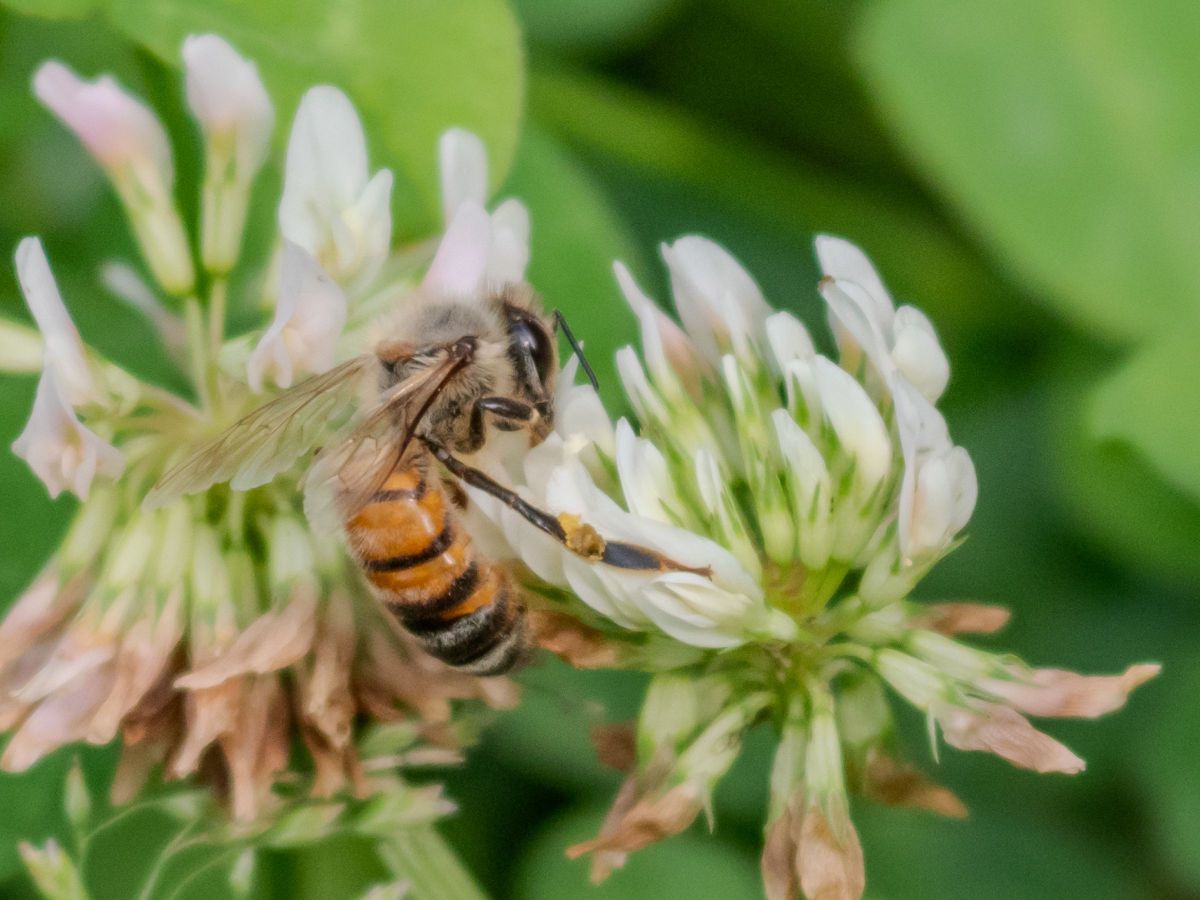 ミツバチとクローバー | GANREF