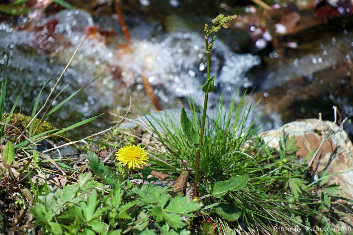 Spring has come | GANREF