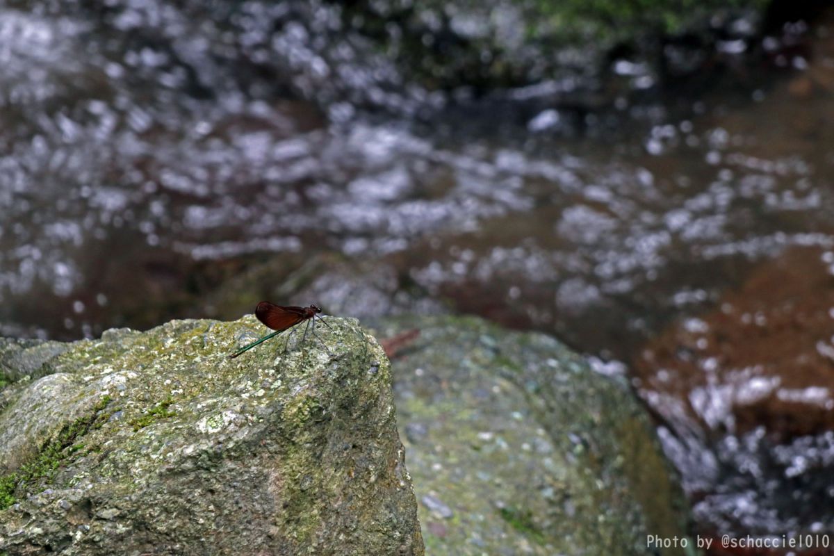 Dragon flies | GANREF