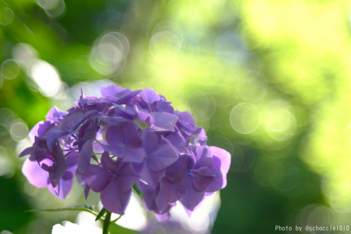 Good morning | GANREF