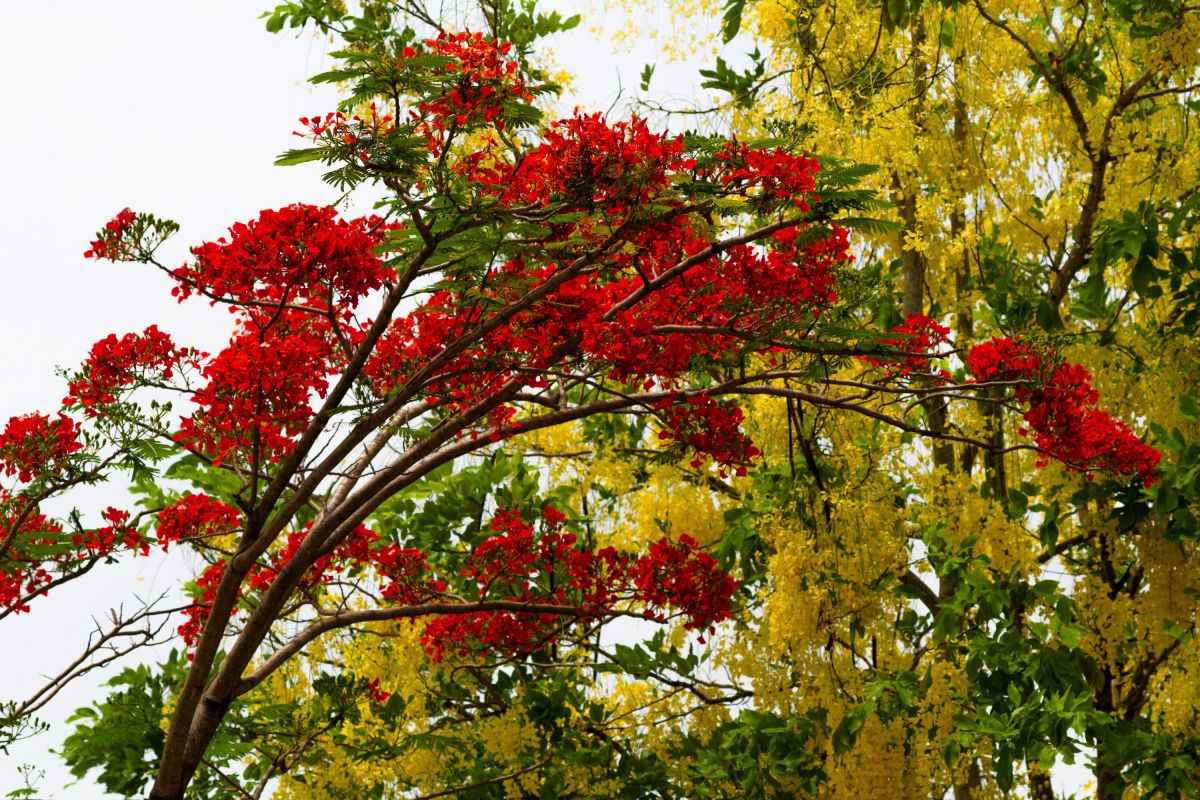 Flowers in Cambodia | GANREF
