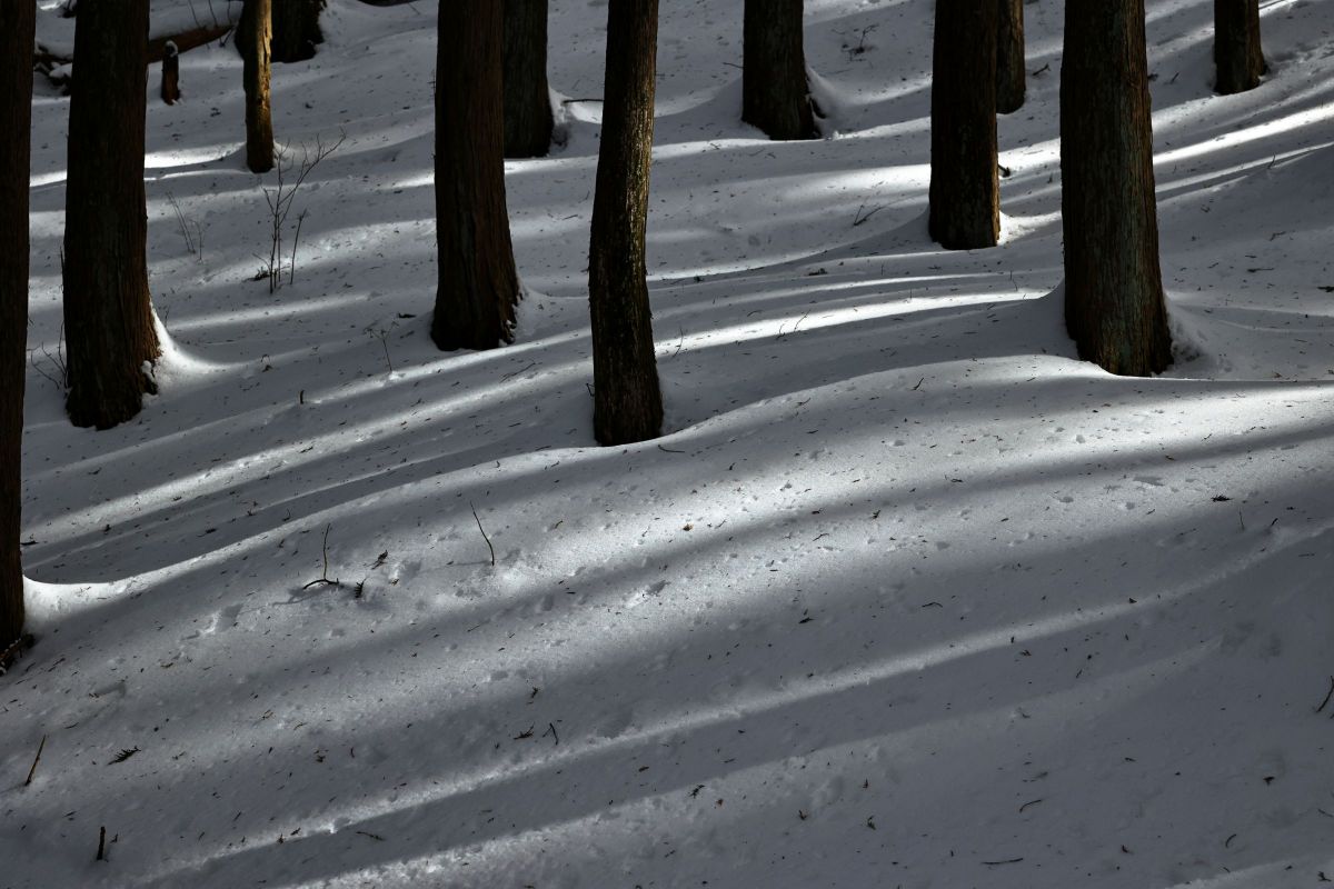 shadows wave | GANREF