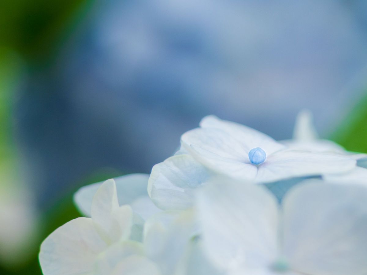 小青珠 ver2.0 | GANREF