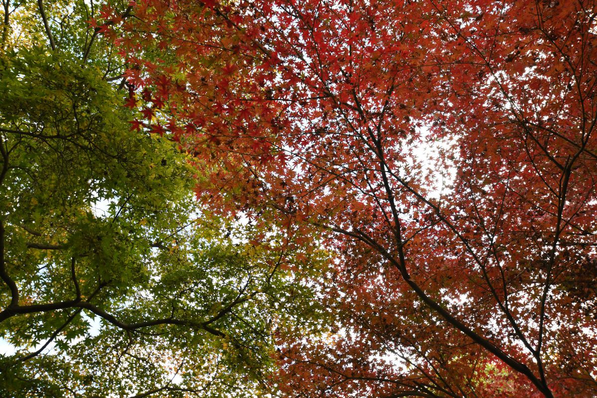 Green-Yellow-Red | GANREF