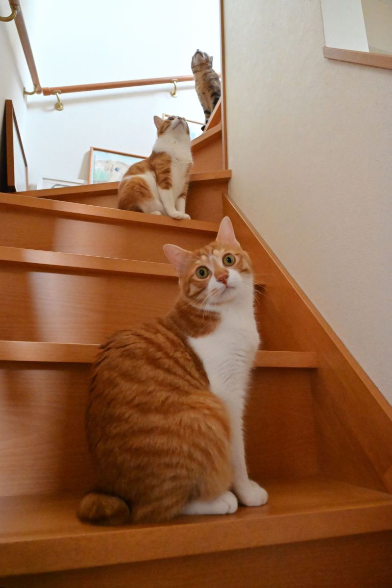 NO CATS, NO LIFE. | GANREF