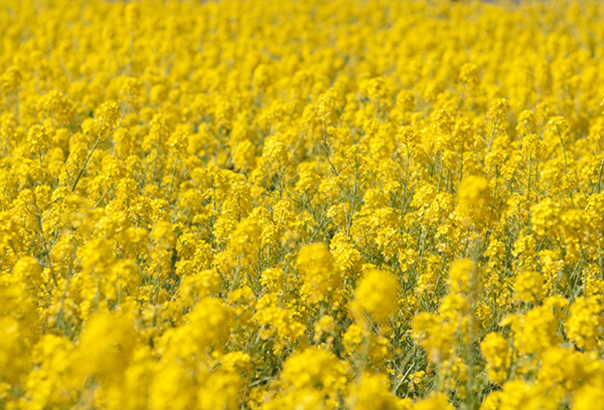 [注目製品レビュー～エプソン EP-10VA編～]第32回：「エプソンニューフォトフォーラム 2015」展示作品その2 | GANREF