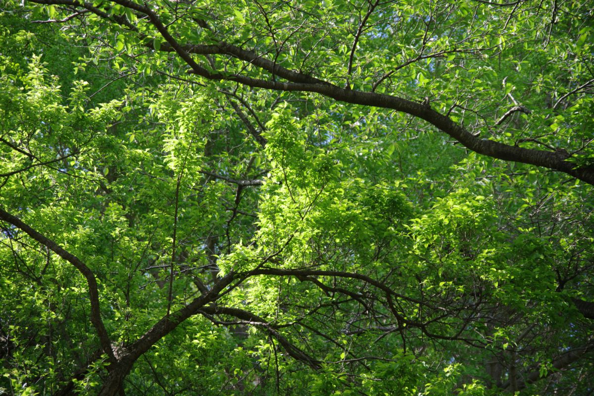 PENTAX K-1 First Impression（レンズ編） | GANREF