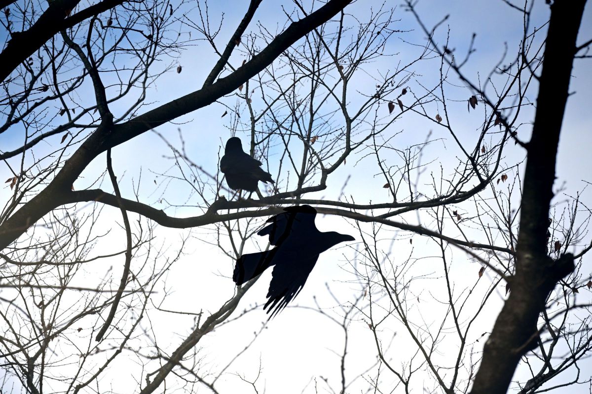 カラスのいる風景 36 | GANREF