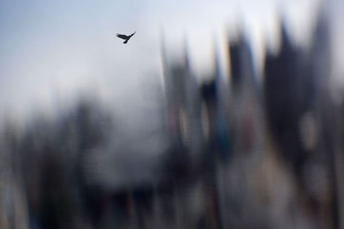 カラスのいる風景 38 | GANREF