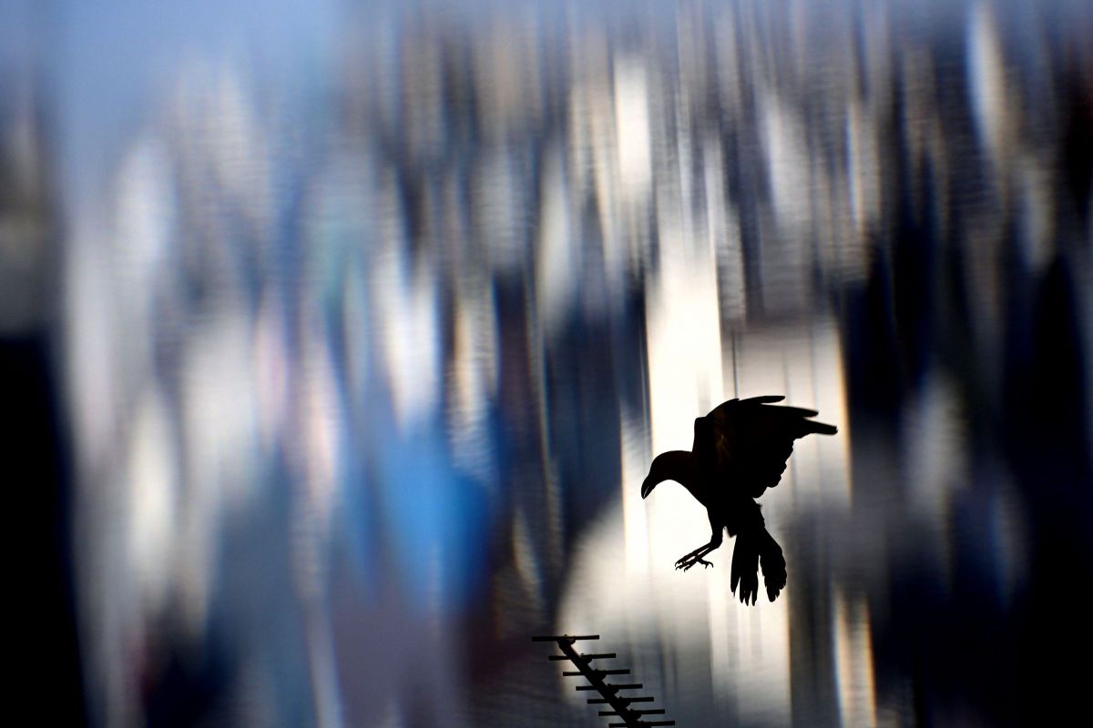 カラスのいる風景 42 | GANREF