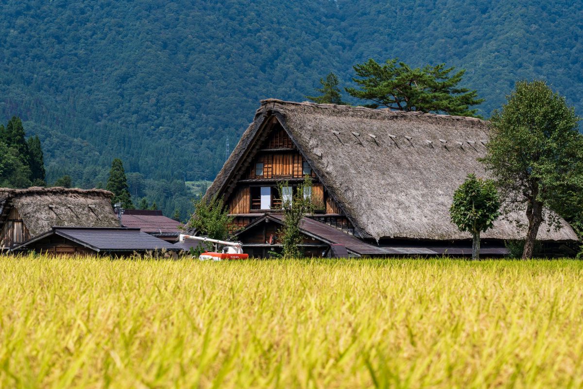 稲穂と茅葺屋根 | GANREF