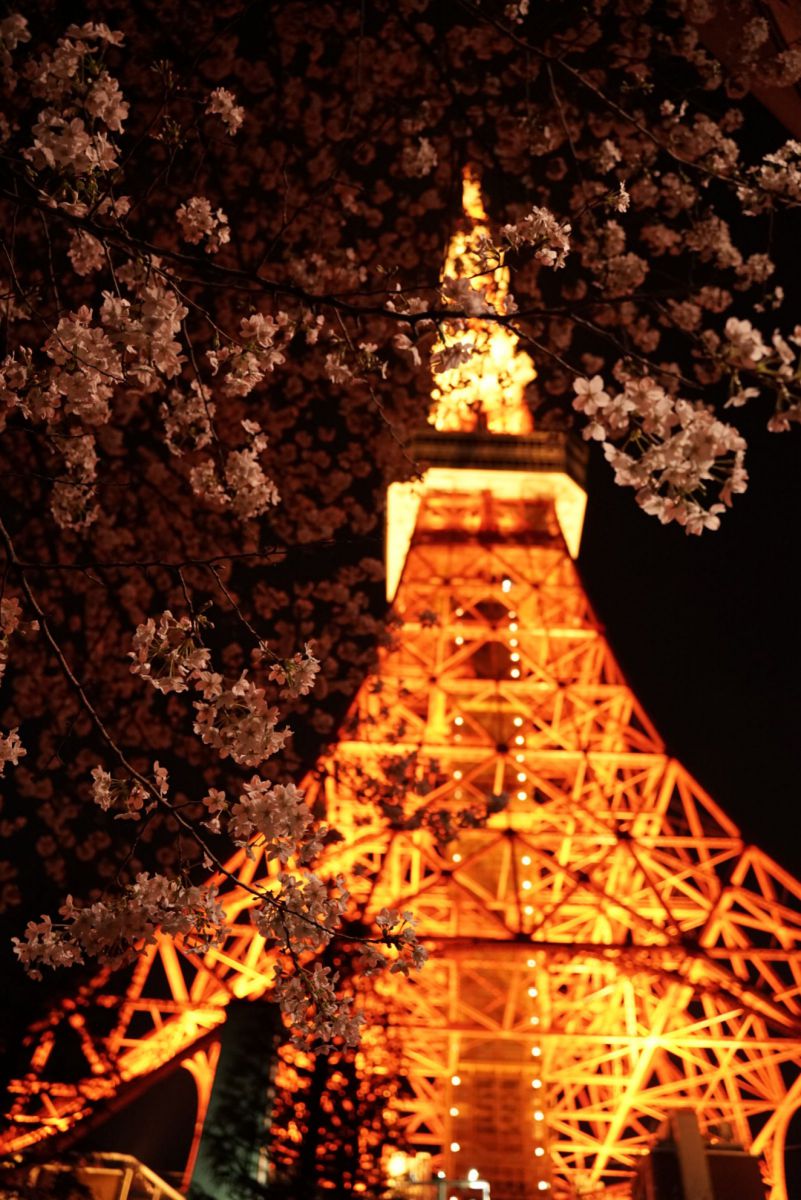 東京の桜 ＠東京タワー | GANREF