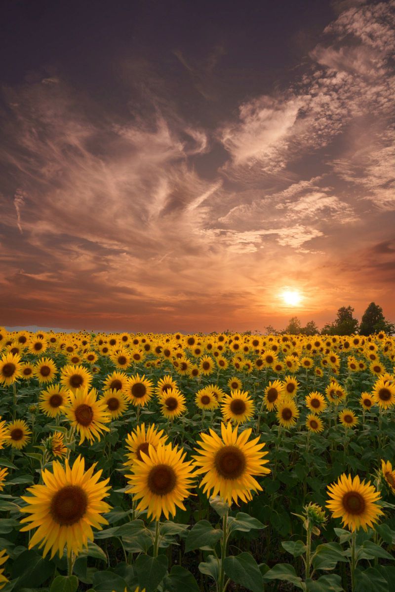 The Summer !! | GANREF