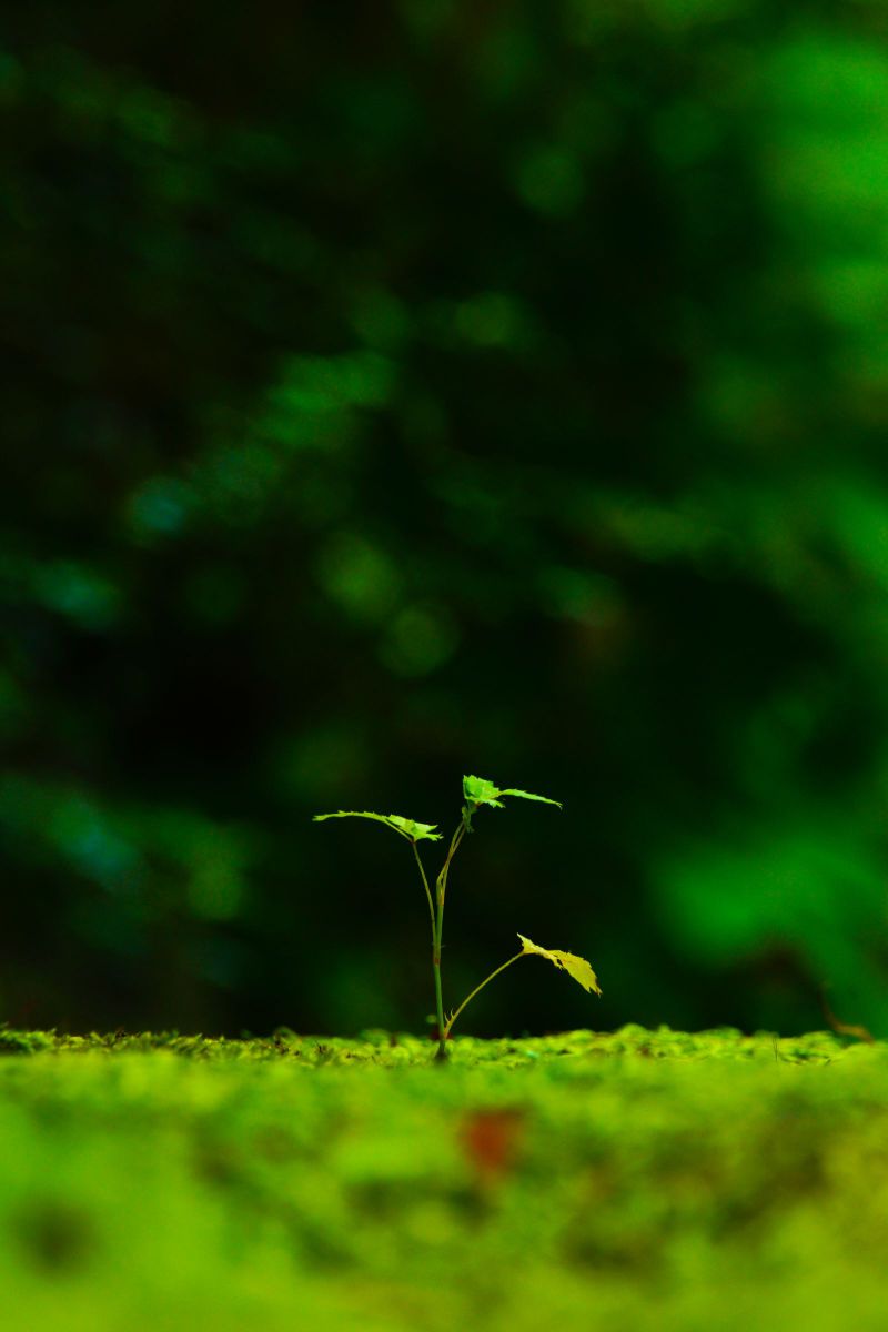 苔の中で | GANREF