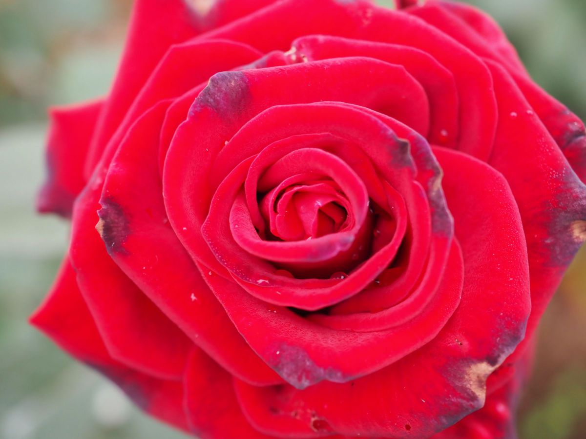 ハロウィン風：POISON | GANREF