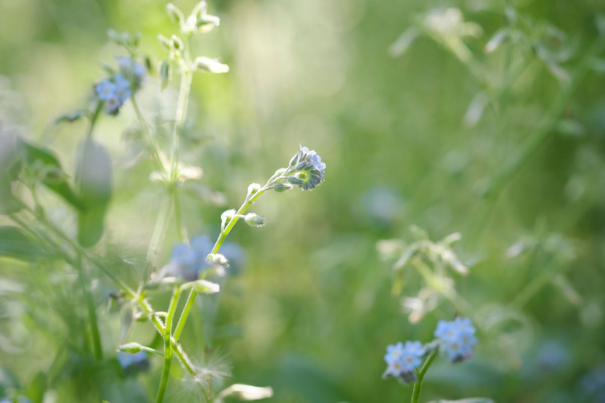 Transparent Blue | GANREF