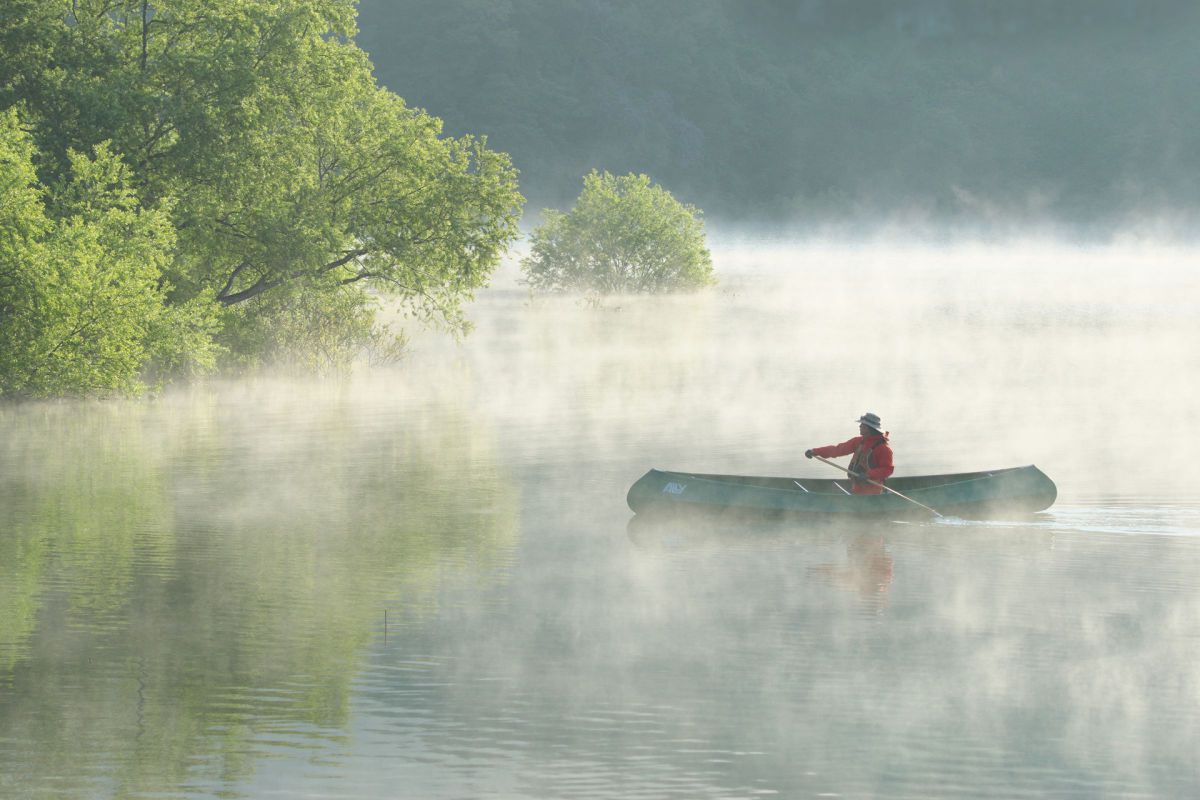 Forest amusement | GANREF