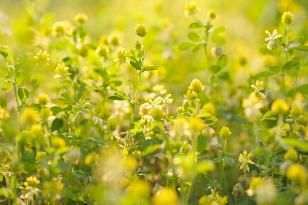 Lemon yellow | GANREF