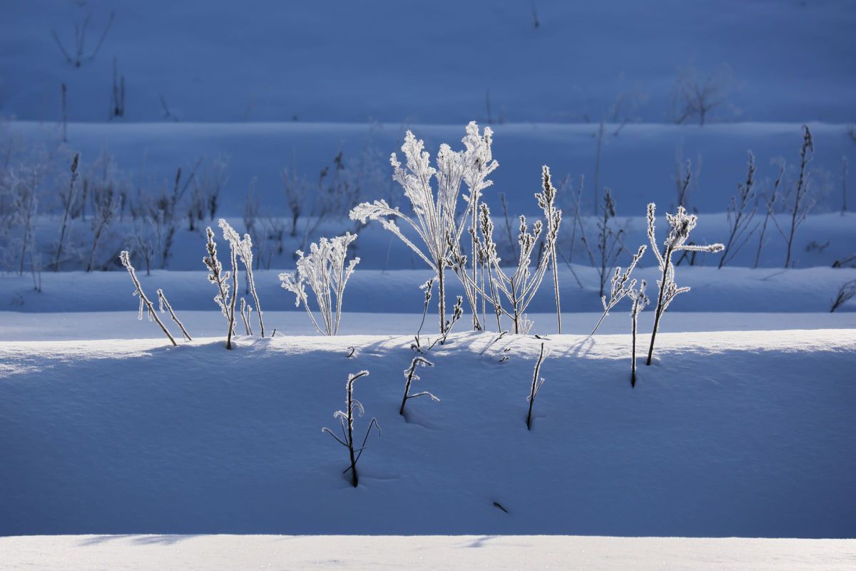 White x Blue | GANREF