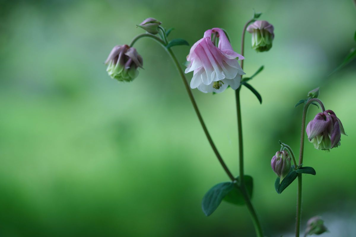 Whispers of the Blooming Silence | GANREF