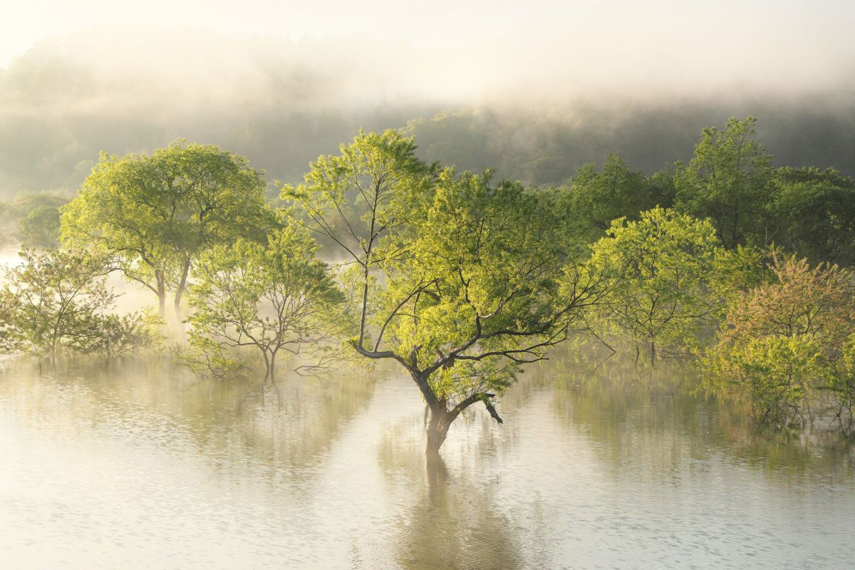 Ivory white | GANREF