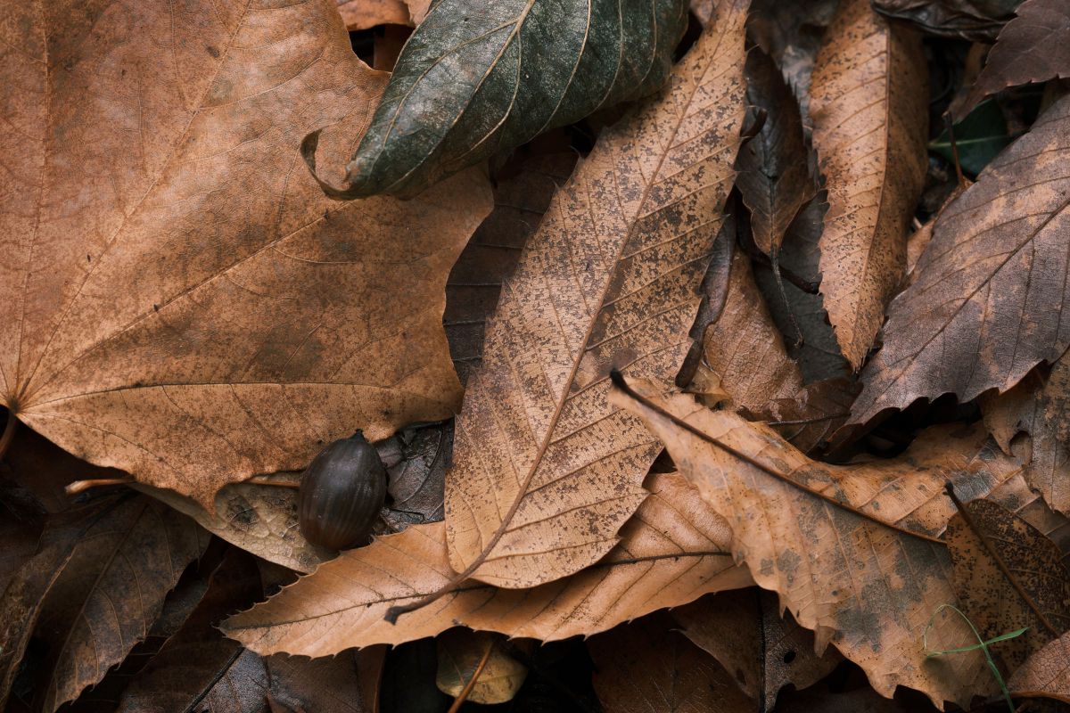 Metallic autumn | GANREF