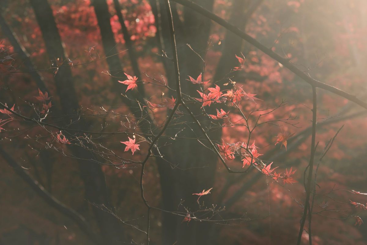 Black Mist No.5 | GANREF