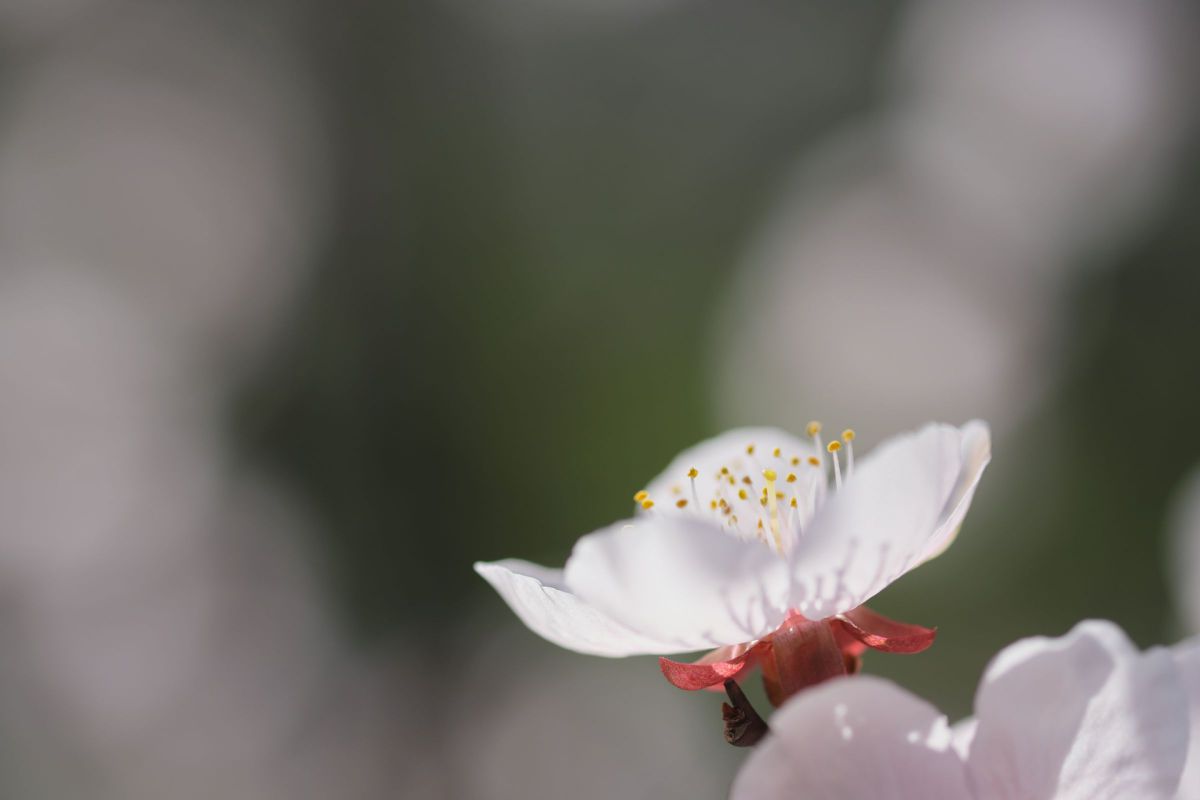 Spring fairy | GANREF